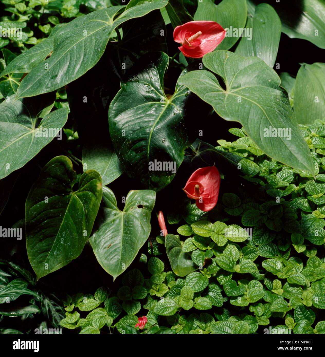 Anthurium hybride hi-res stock photography and images - Alamy