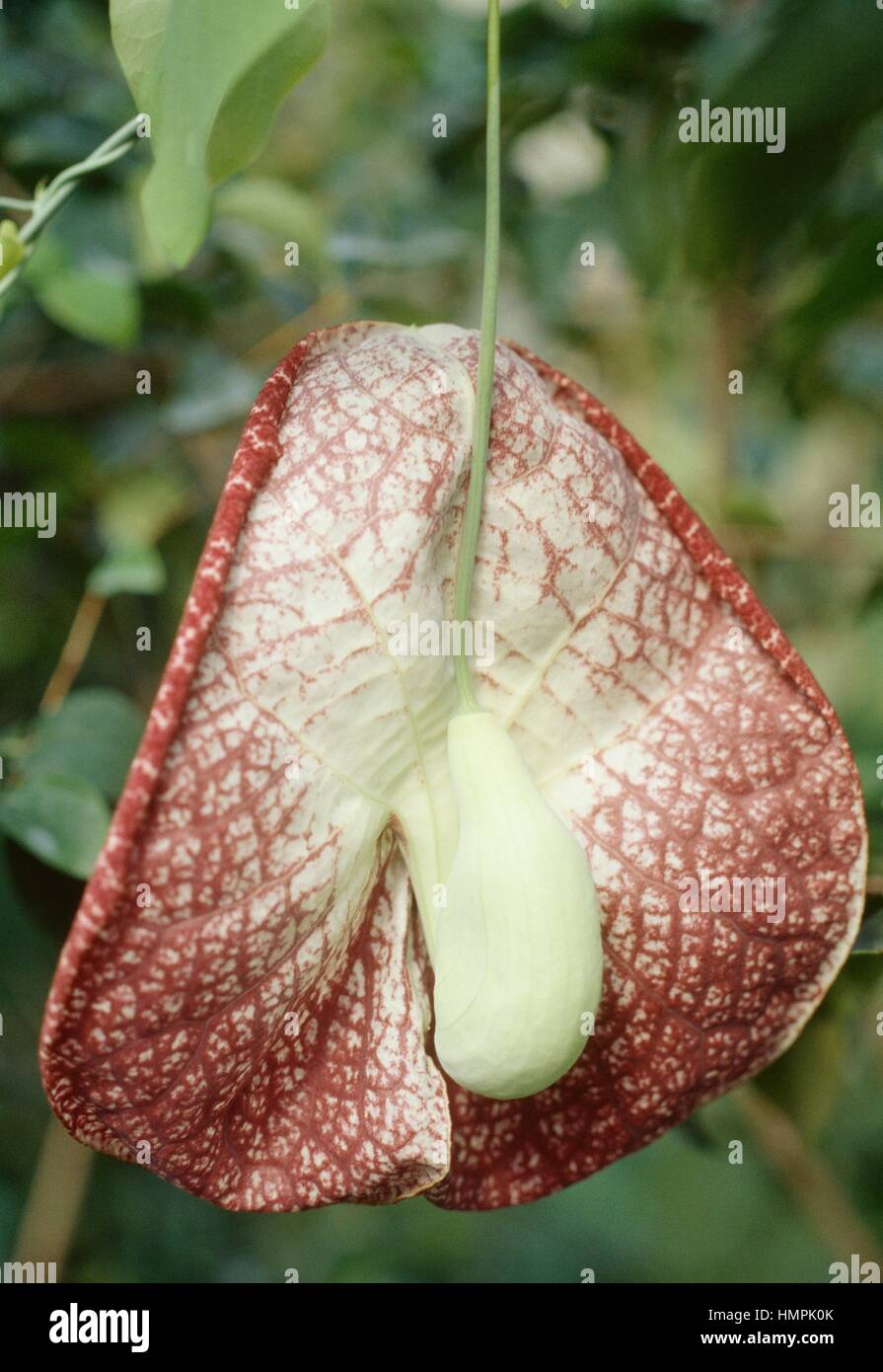 Pelican Flower (Aristolochia grandiflora), Aristolochiaceae Stock Photo ...