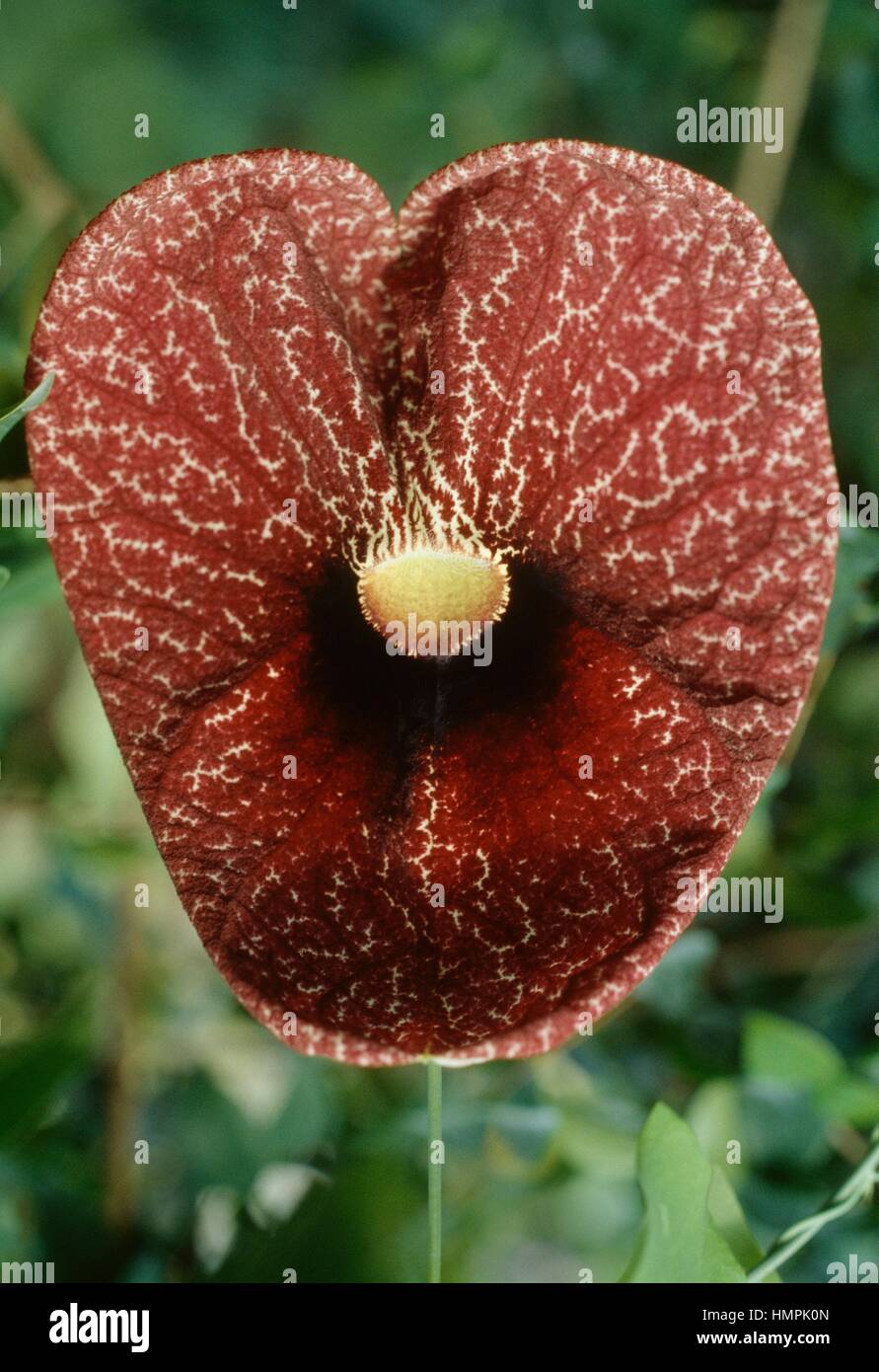 Pelican Flower (Aristolochia grandiflora), Aristolochiaceae Stock Photo ...