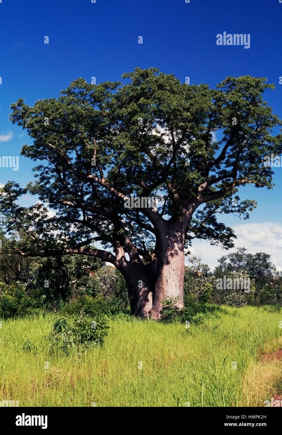 Australian boab tree adansonia gregorii hi-res stock photography and ...