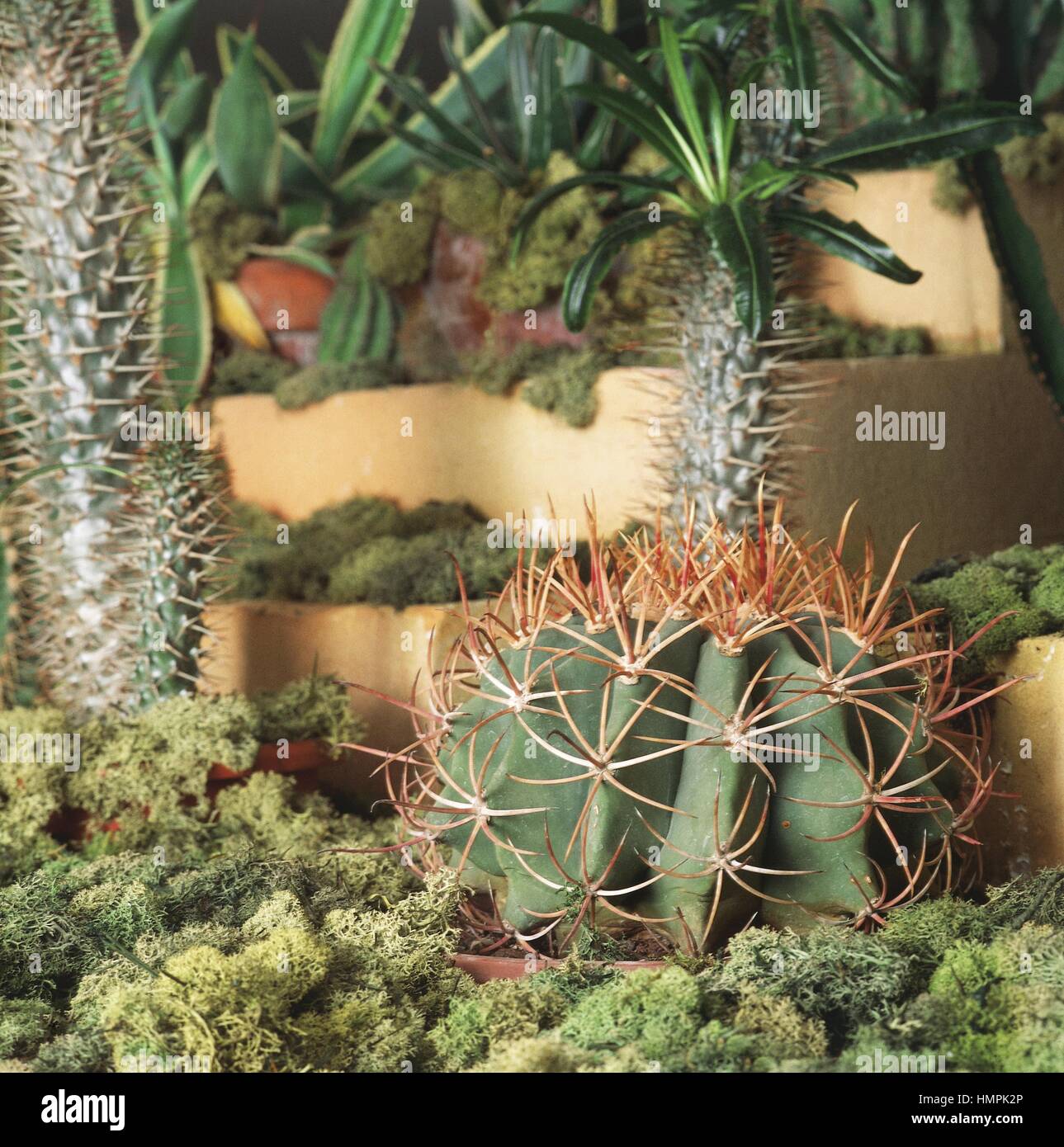 Botany - Cactaceae. Emory's barrel cactus (Ferocactus emoryi Stock ...