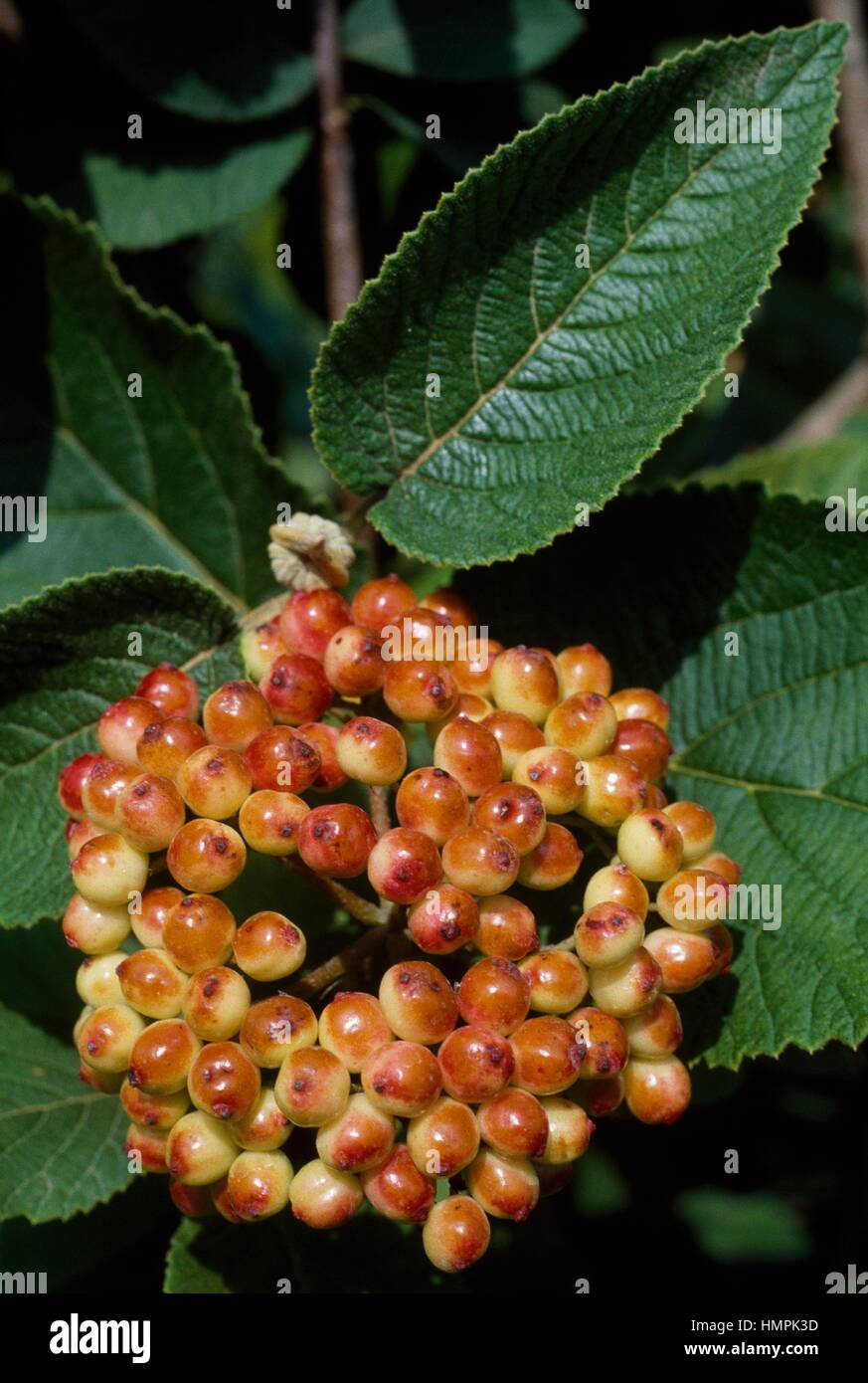 Wayfaring-tree (Viburnum lantana), Adoxaceae Stock Photo - Alamy
