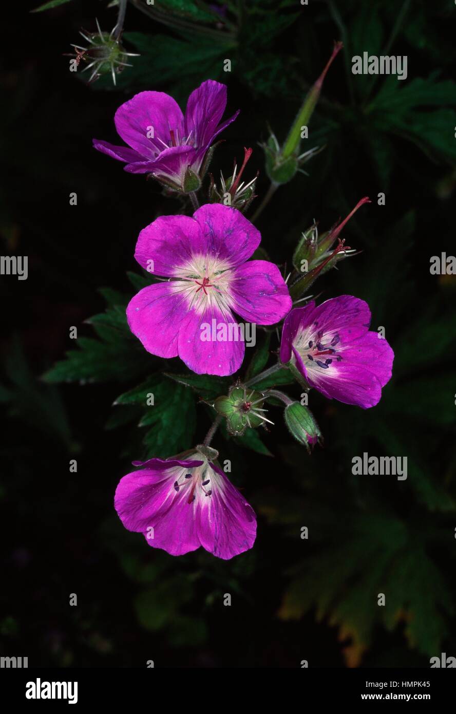 Wood Cranesbill Woodland Geranium Geranium High Resolution Stock ...