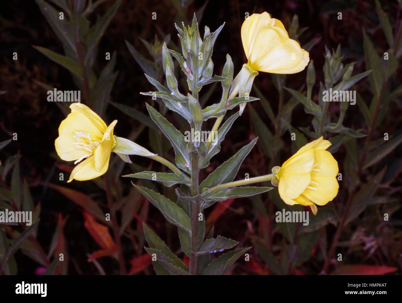 Common evening primrose or Evening star (Oenothera biennis), Onagraceae ...