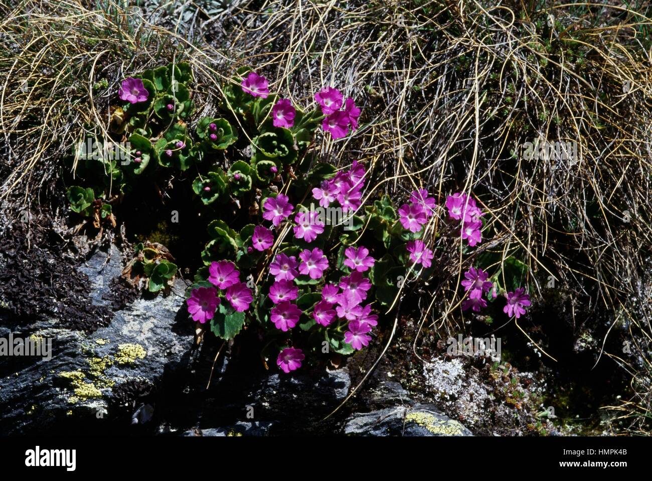 European Alpine Primrose (Primula pedemontana), Primulaceae Stock Photo ...