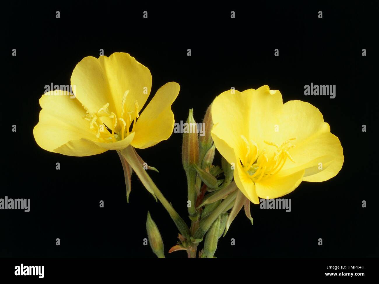 Common evening primrose or Evening star (Oenothera biennis), Onagraceae ...