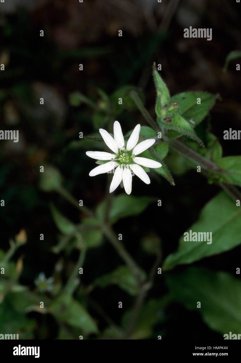 Common chickweed (Stellaria media), Caryophyllaceae Stock Photo - Alamy