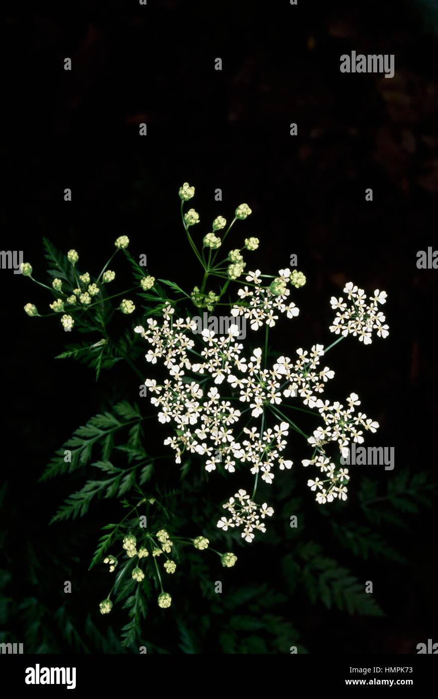 Cow parsley, Wild chervil or Wild beaked parsley (Anthriscus sylvestris ...