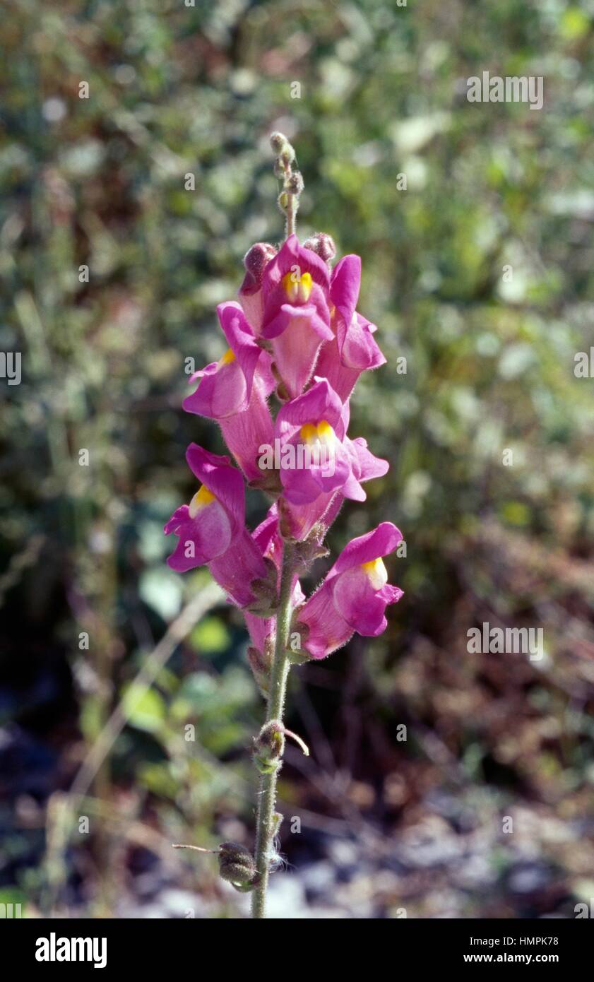 Common snapdragon antirrhinum majus hi-res stock photography and images ...