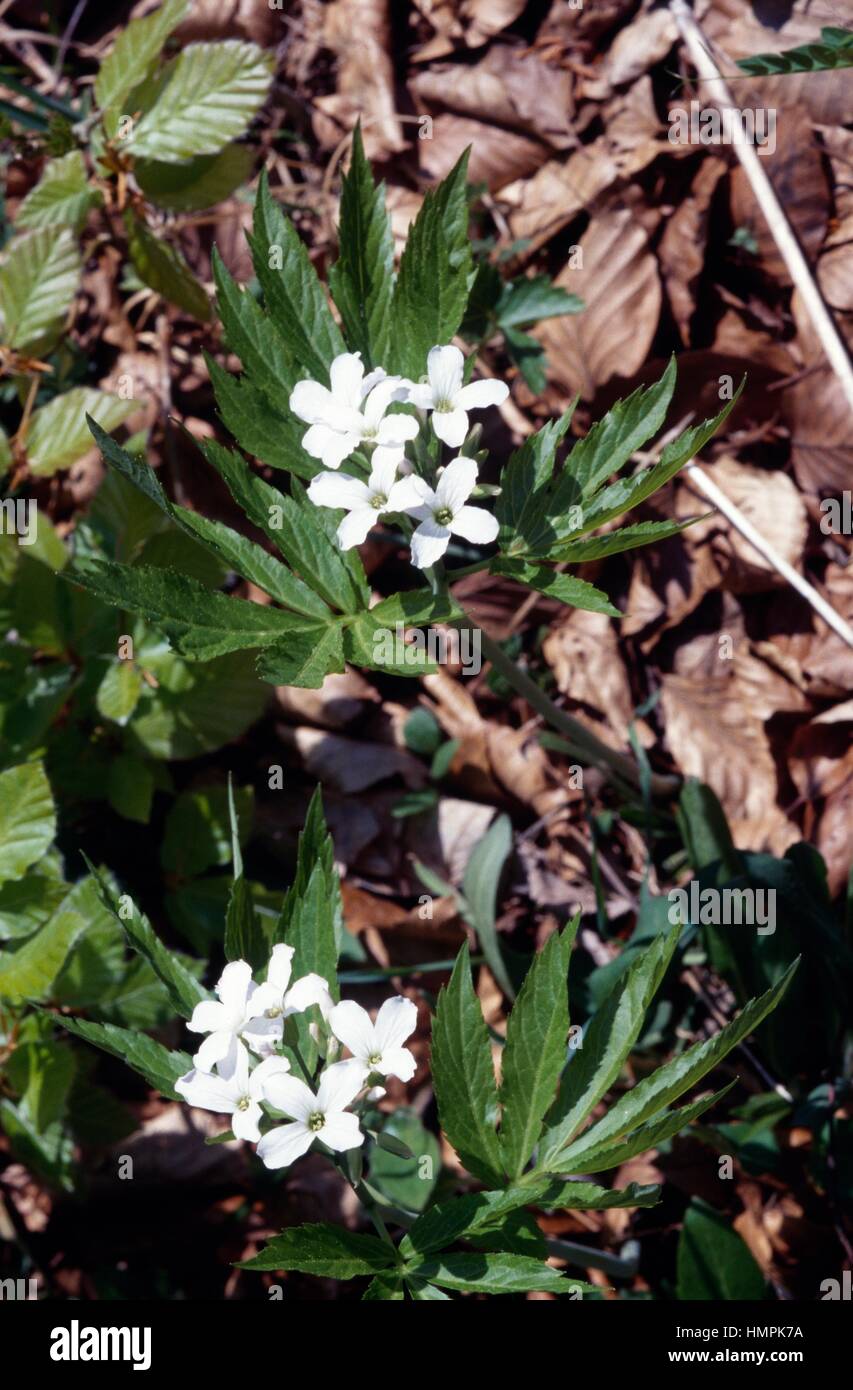 Seven-leaflet Bittercress (Cardamine Heptaphylla), Brassicaceae Stock ...