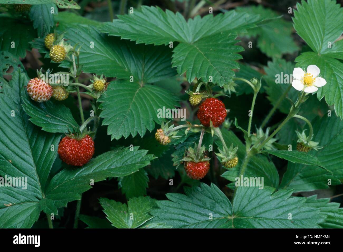 Vescia hi-res stock photography and images - Alamy