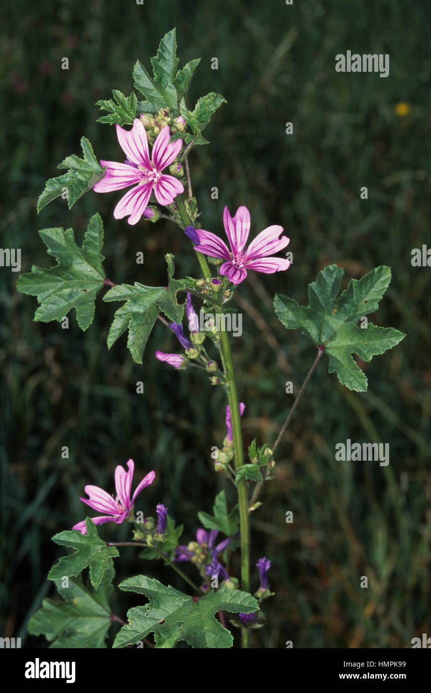Common mallow (Malva sylvestris), Malvaceae Stock Photo - Alamy