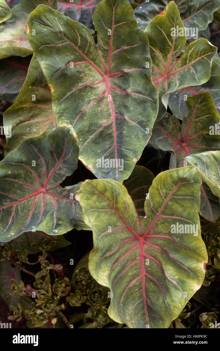 Alocasia sp leaves, Araceae Stock Photo - Alamy