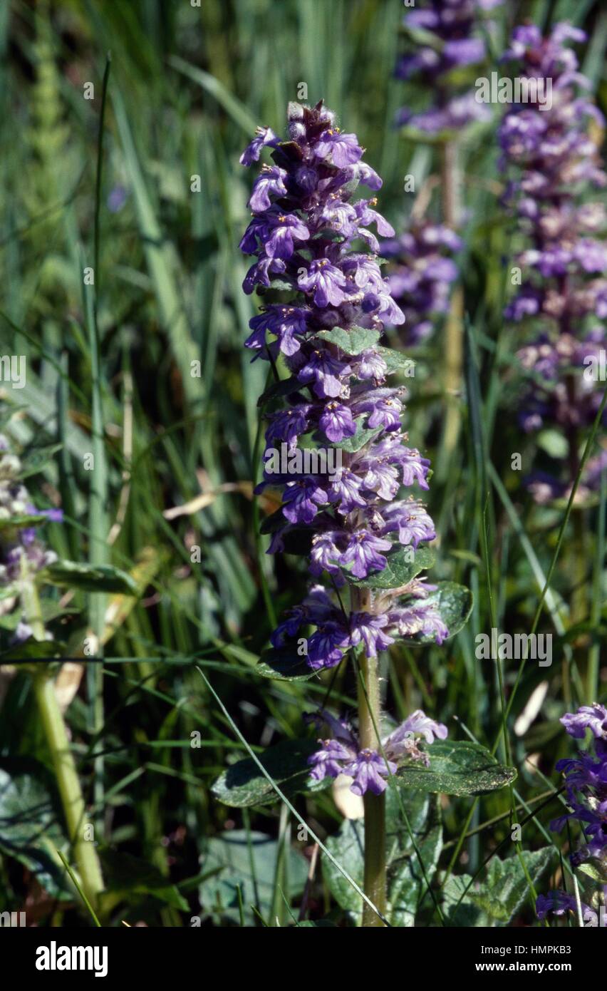 Pyramid bugle (Ajuga pyramidalis), Lamiaceae Stock Photo - Alamy