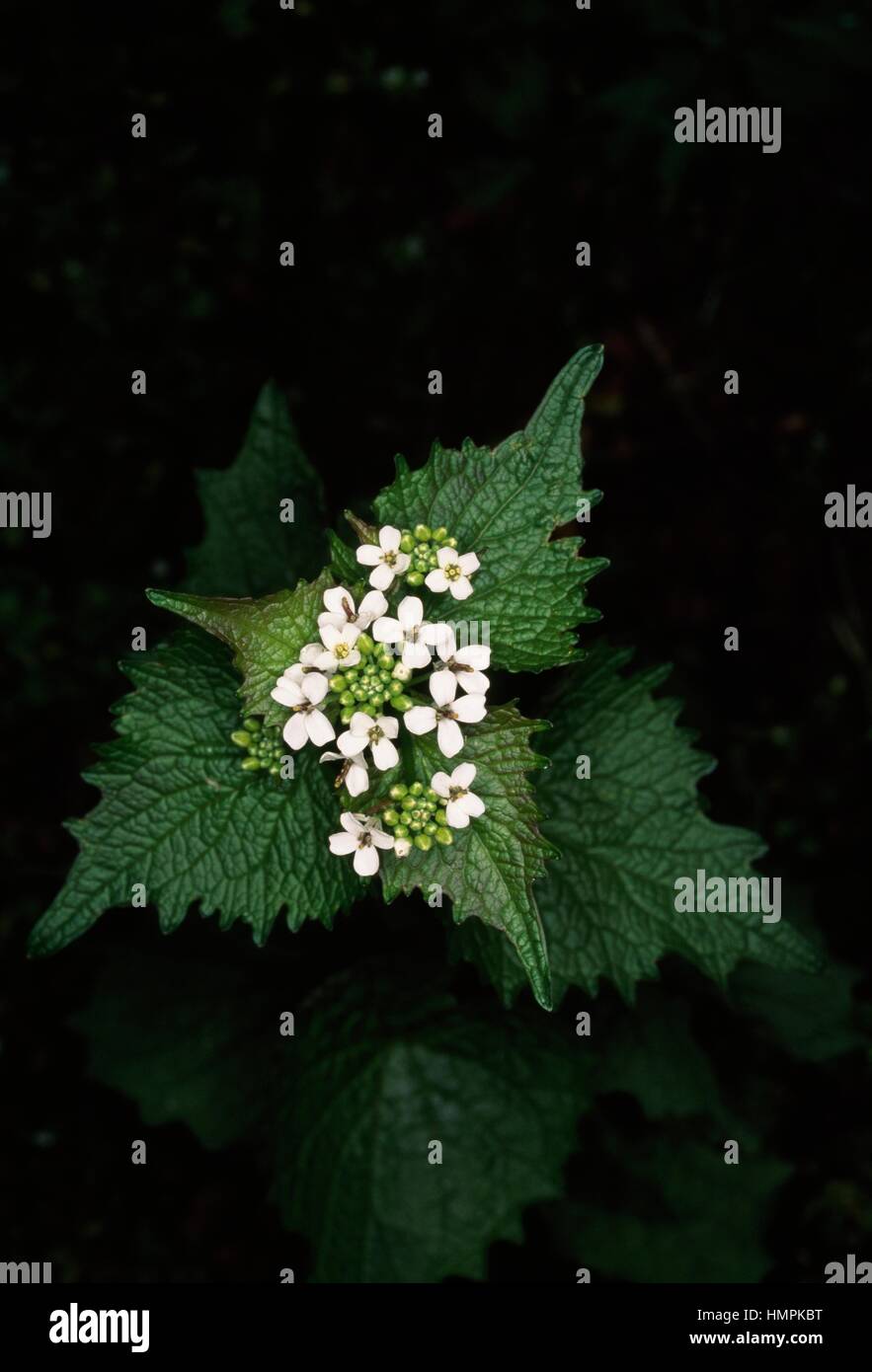Garlic mustard plant with people hi-res stock photography and images ...