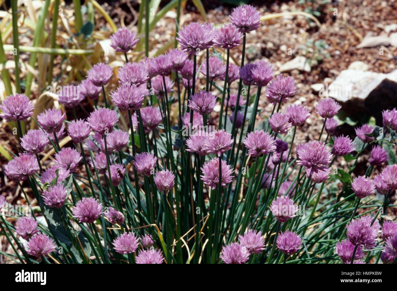 Allium angulosum mouse garlic hi-res stock photography and images - Alamy