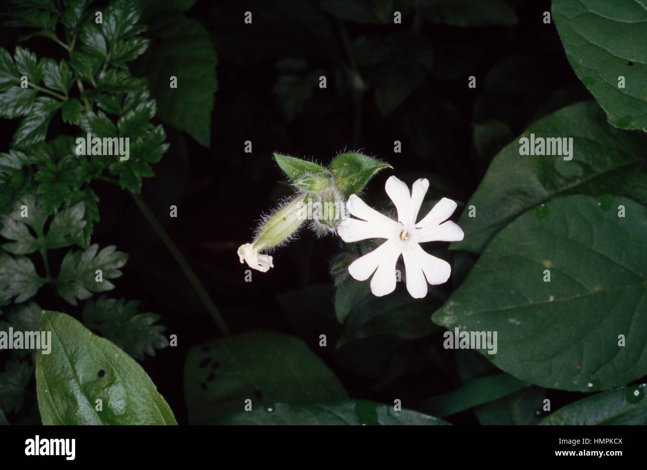 White campion (Silene alba or Melandrium album), Caryophyllaceae Stock ...