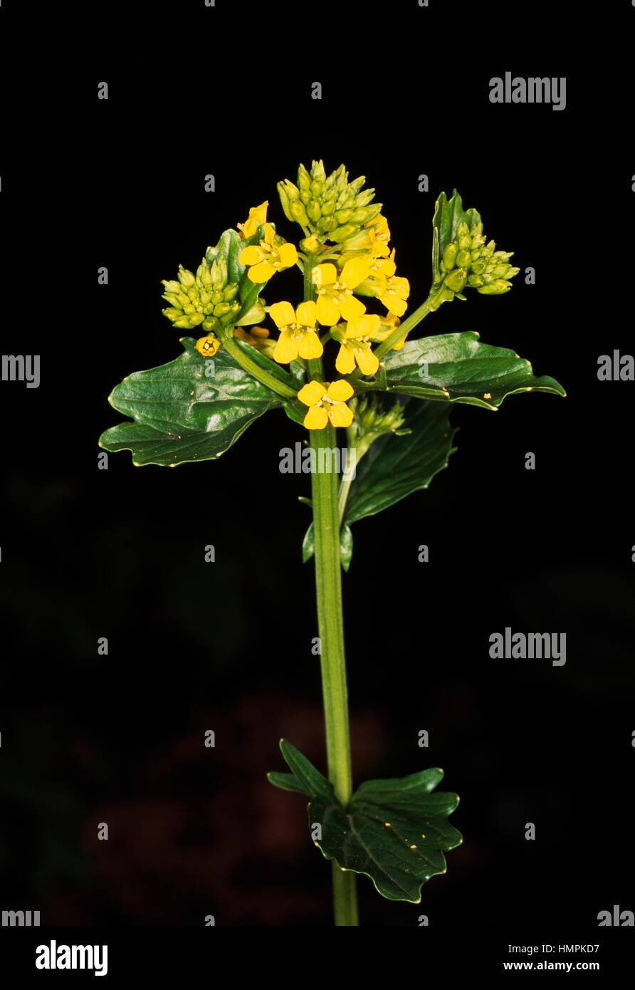 Inflorescences field mustard hi-res stock photography and images - Alamy