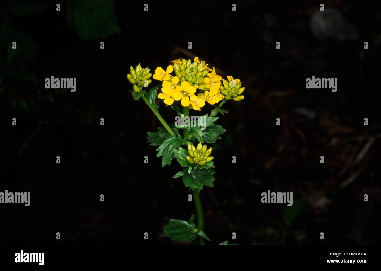 Brassica arvensis hi-res stock photography and images - Alamy