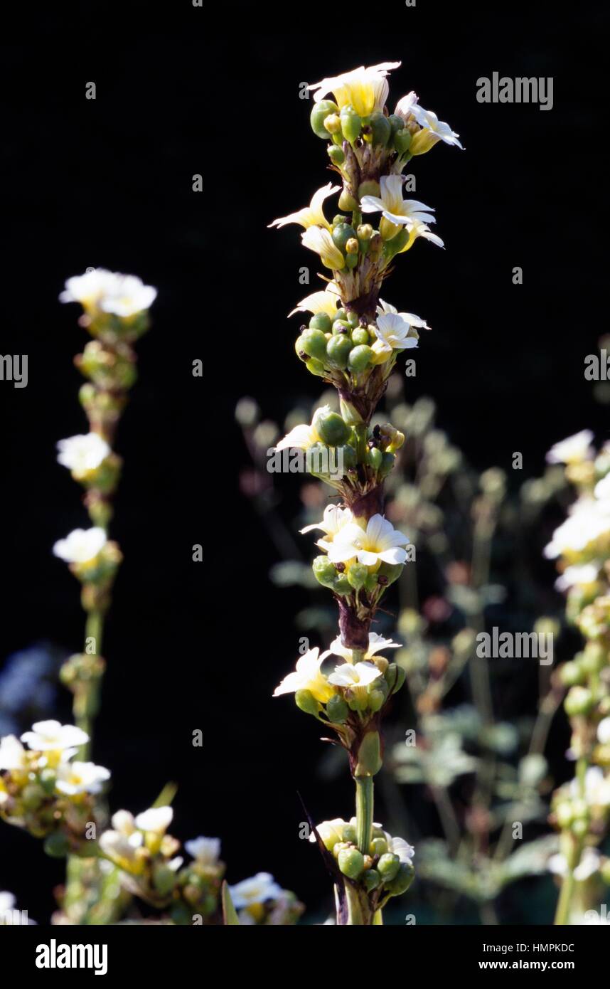 Inflorescences of Blue-eyed Grass (Sisyrinchium bermudiana), Iridaceae ...
