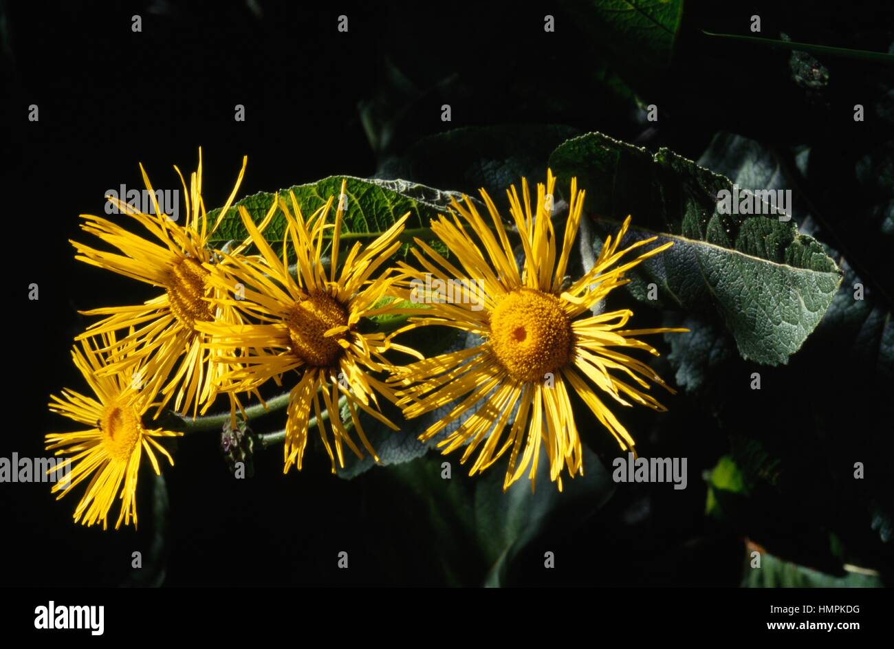 Teleki hi-res stock photography and images - Alamy