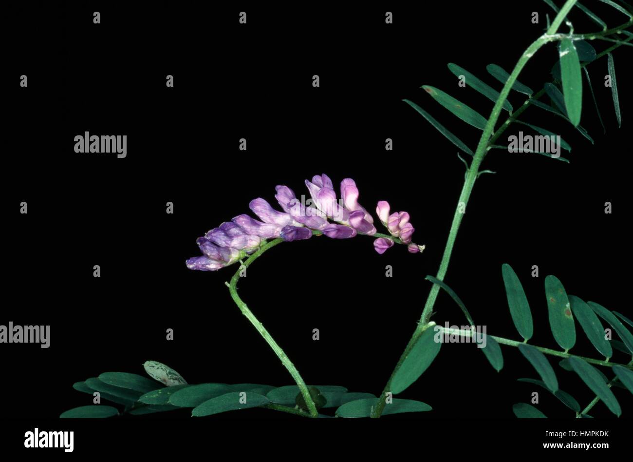 Tufted vetch or Cow vetch (Vicia cracca), Fabaceae Stock Photo - Alamy