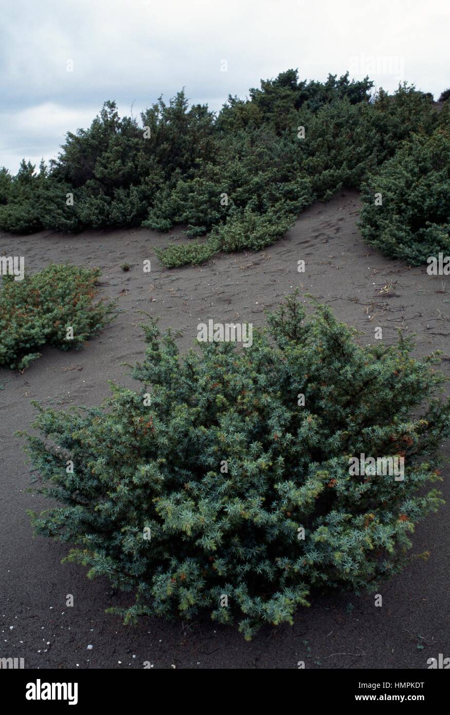 Large-fruited Juniper (Juniperus macrocarpa), Cupressaceae Stock Photo ...