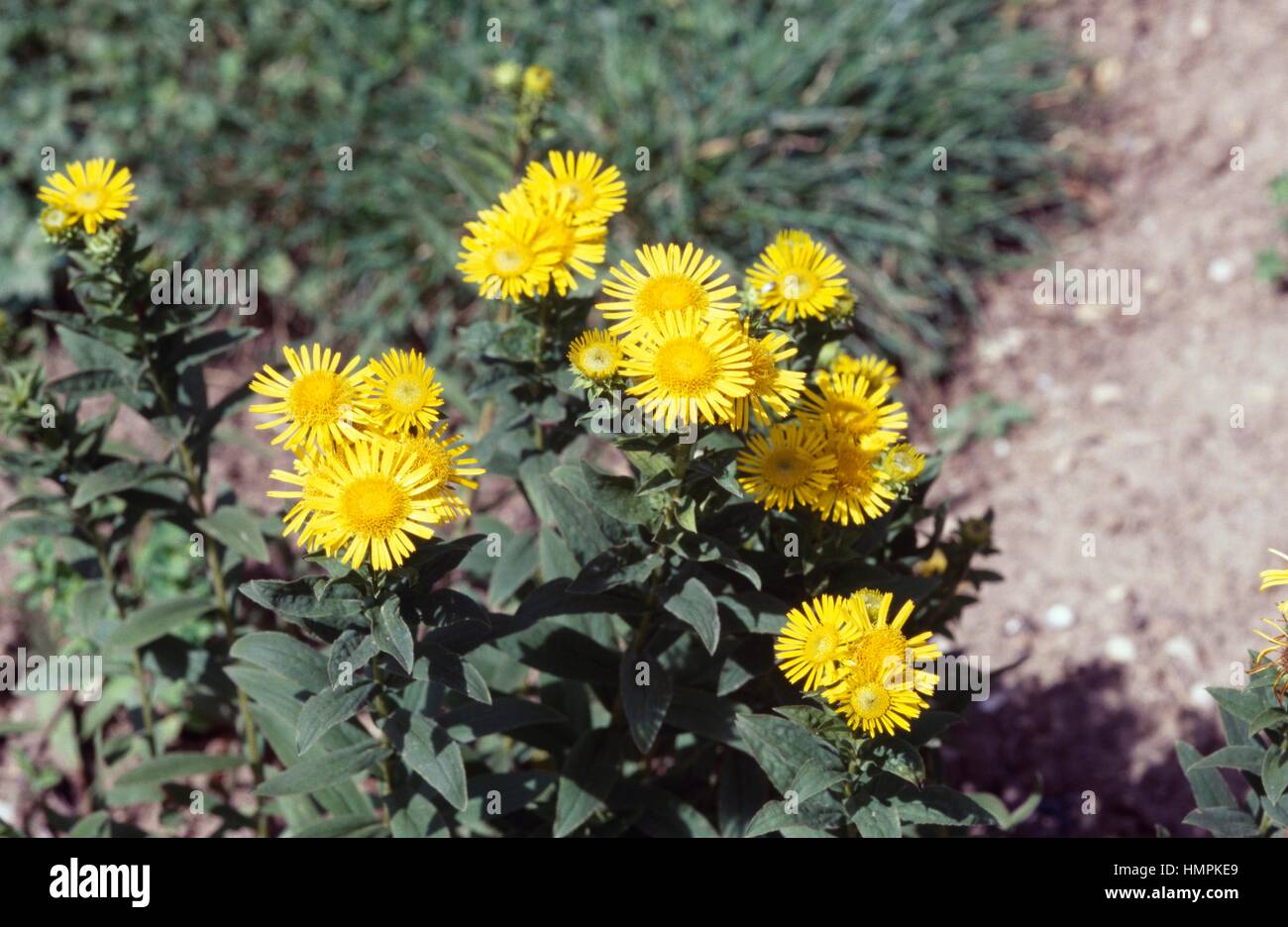 Enula uncinata (Inula spiraeifolia), Asteraceae Stock Photo - Alamy