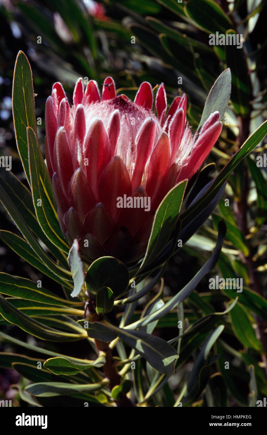 Oleanderleaf protea (Protea neriifolia), Proteaceae, South Africa Stock ...