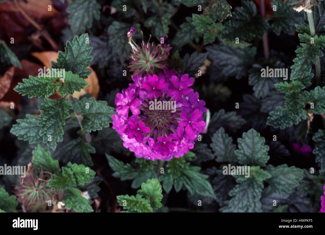 Homestead purple, Vervain, Verbenaceae Stock Photo - Alamy