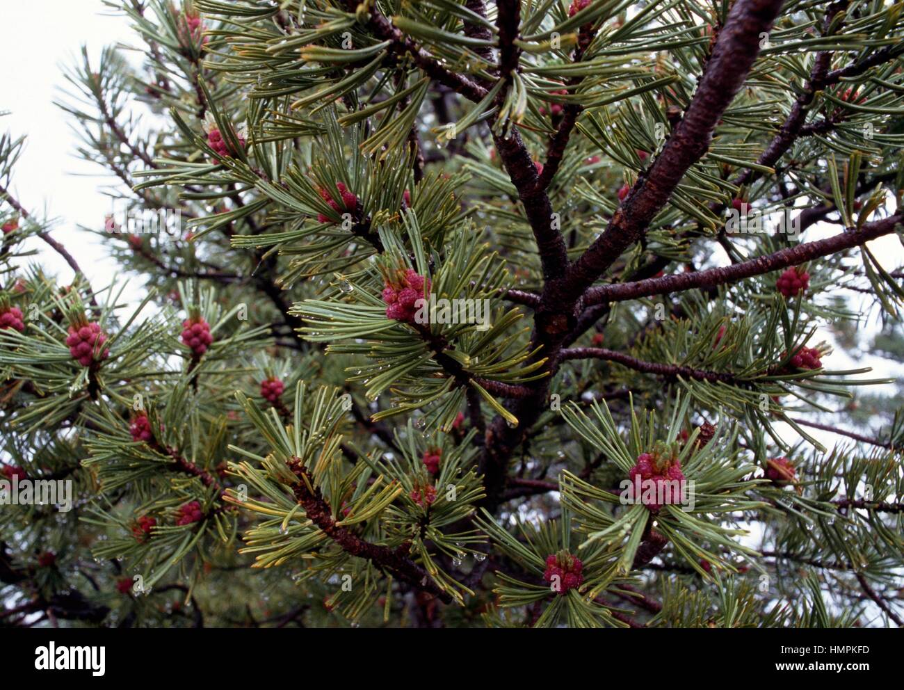 Pinus Albicaulis High Resolution Stock Photography and Images - Alamy