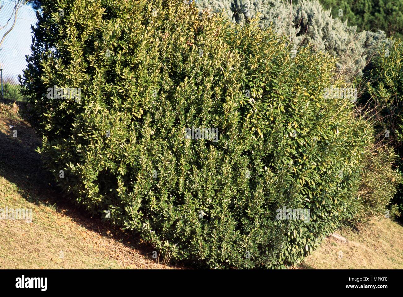 Cherry Laurel or Common Laurel (Prunus laurocerasus), Rosaceae Stock ...