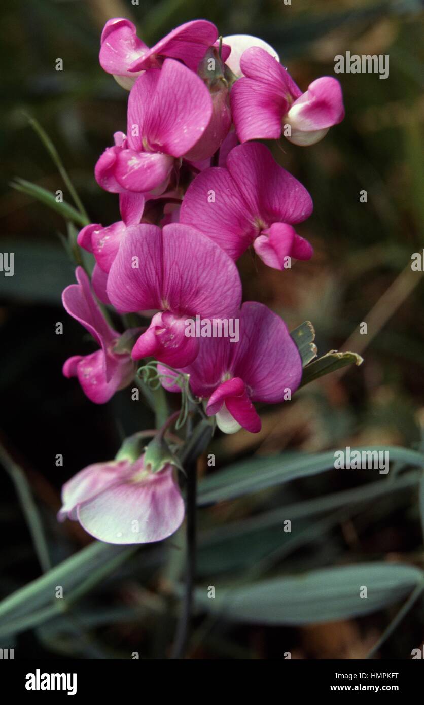 Perennial peavine, Perennial pea or Everlasting sweet pea (Lathyrus ...