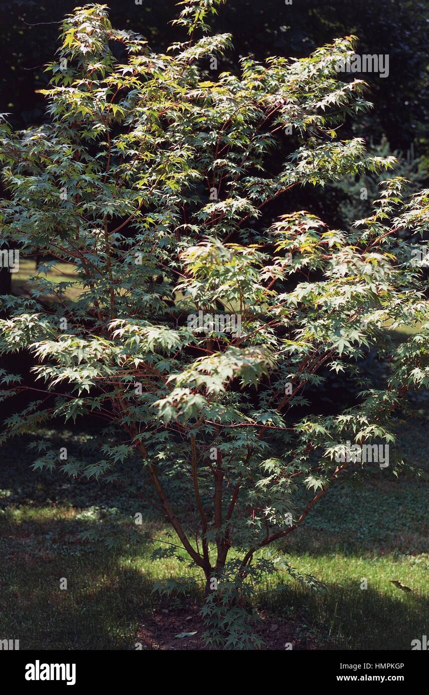 Japanese Maple (Acer palmatum), Aceraceae Stock Photo - Alamy