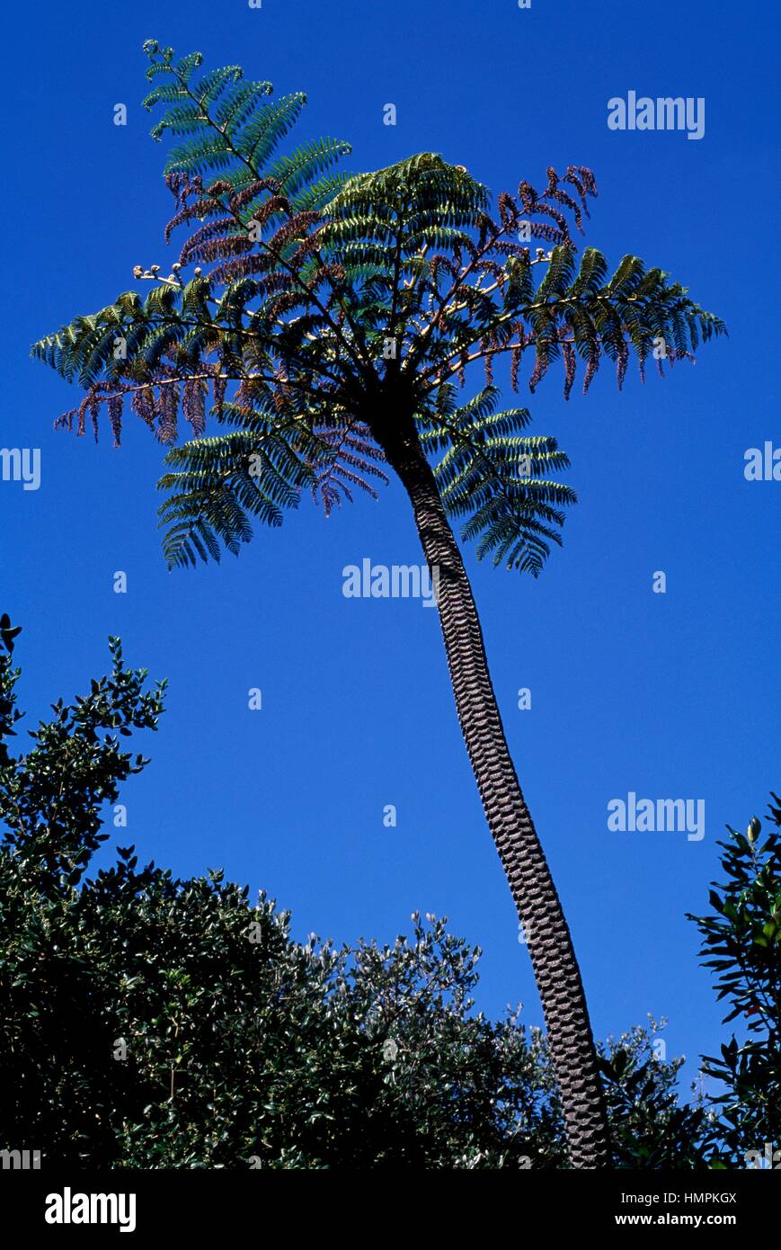 Botany cyatheaceae hi-res stock photography and images - Alamy