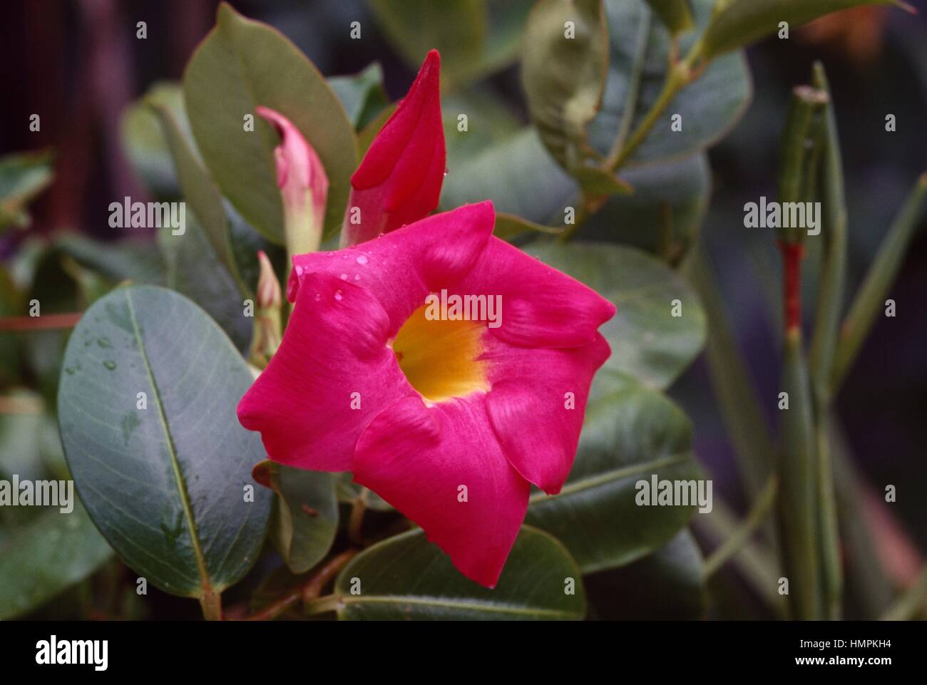 Flowering Mandevilla illustris (Dipladenia grandiflora), Apocynoideae ...