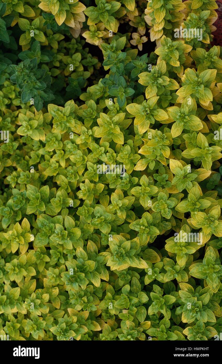 Origanum vulgare aureum hi-res stock photography and images - Alamy