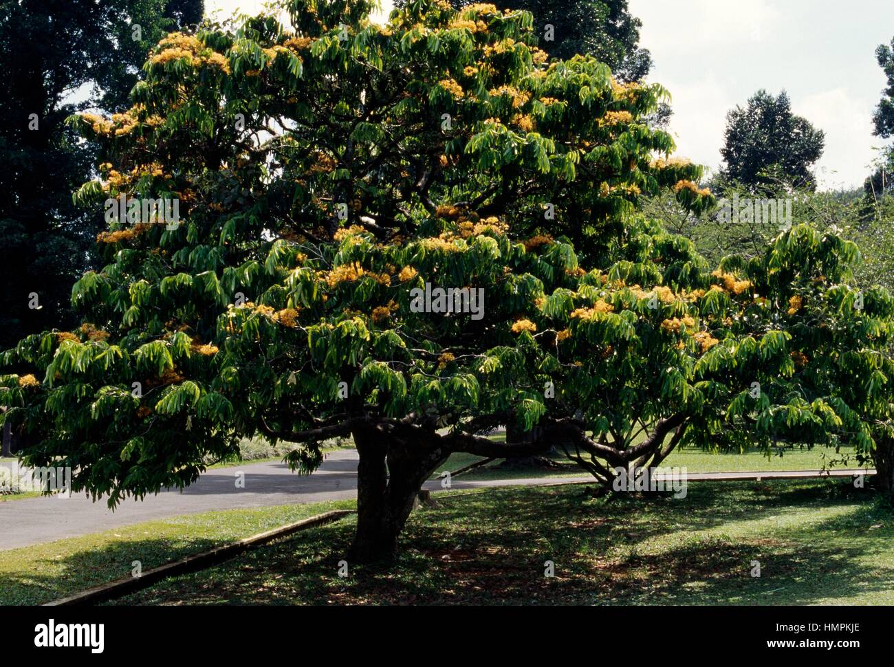 Ashoka hi-res stock photography and images - Alamy