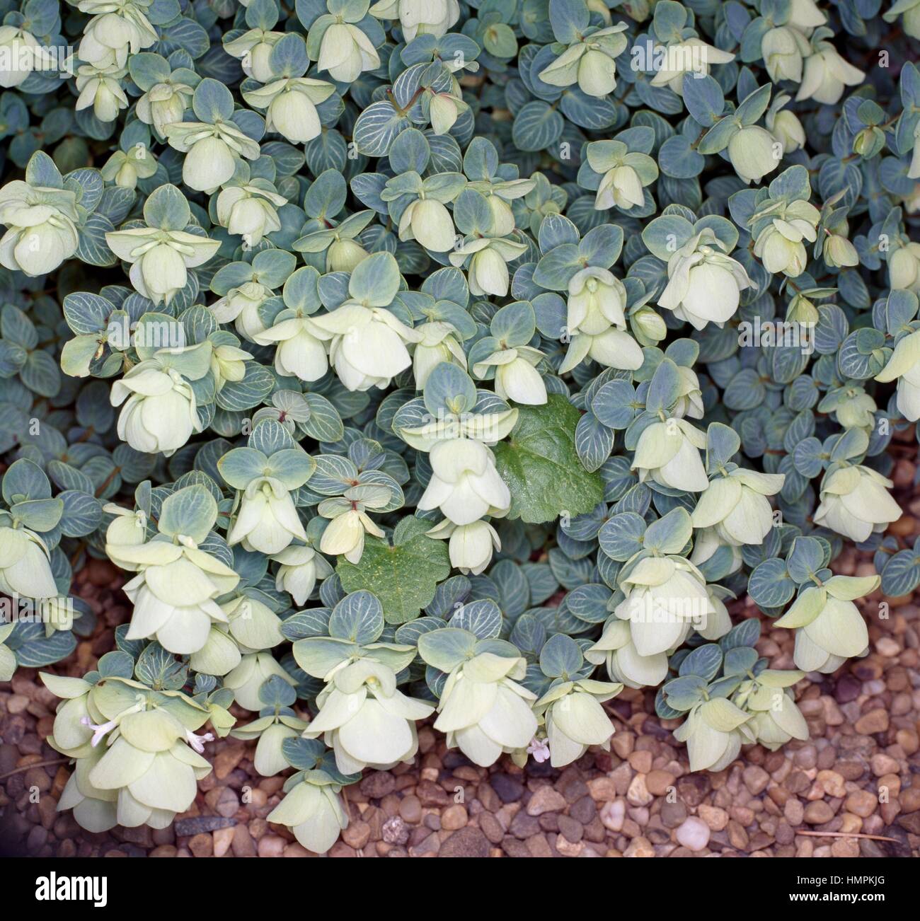 Rotundifolium hi-res stock photography and images - Alamy