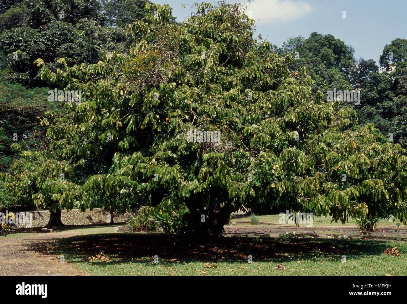 Saraca sp, Fabaceae Stock Photo - Alamy
