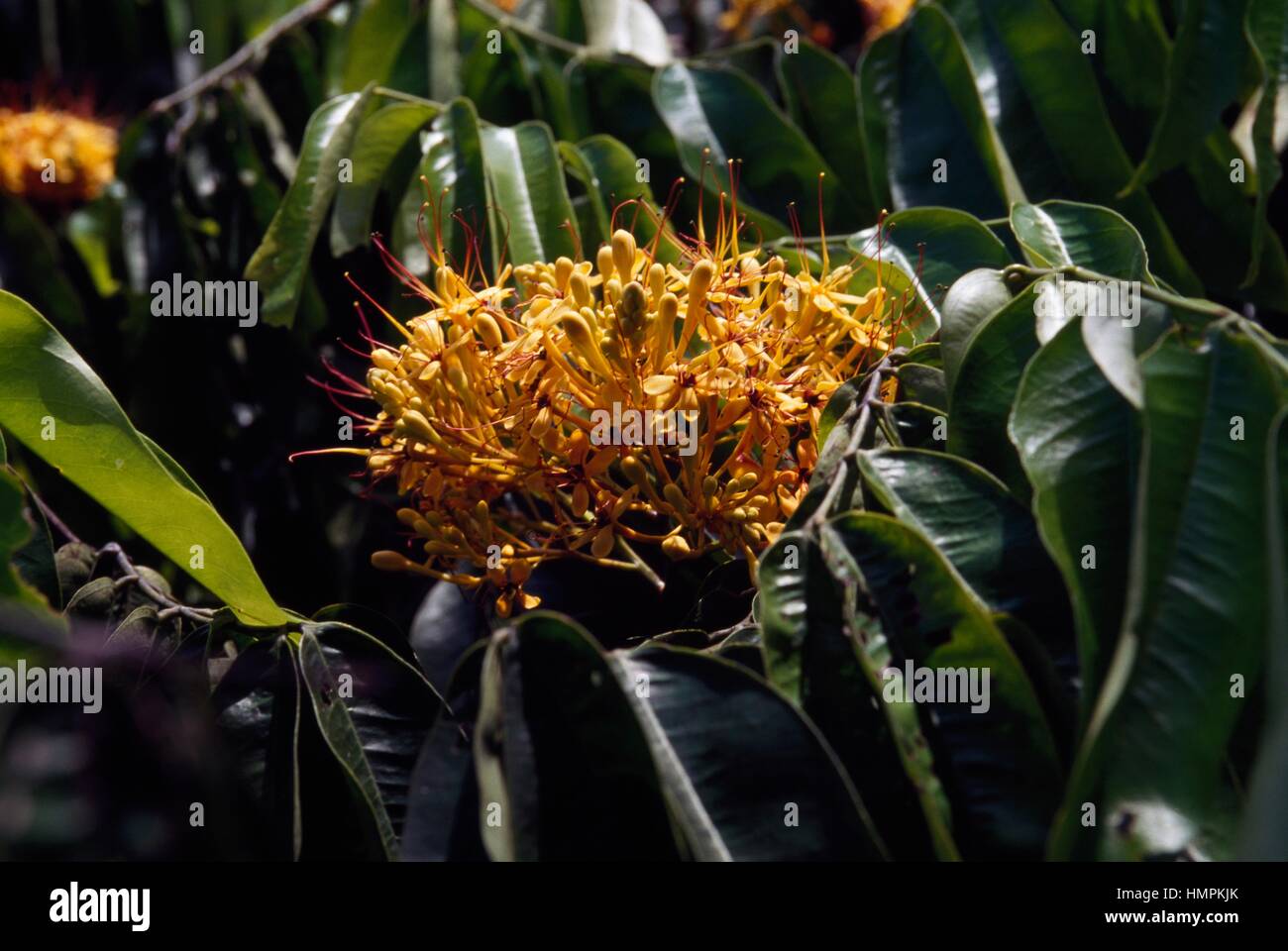 Yellow Ashoka or Yellow Saraca (Saraca thaipingensis), Fabaceae. Detail ...