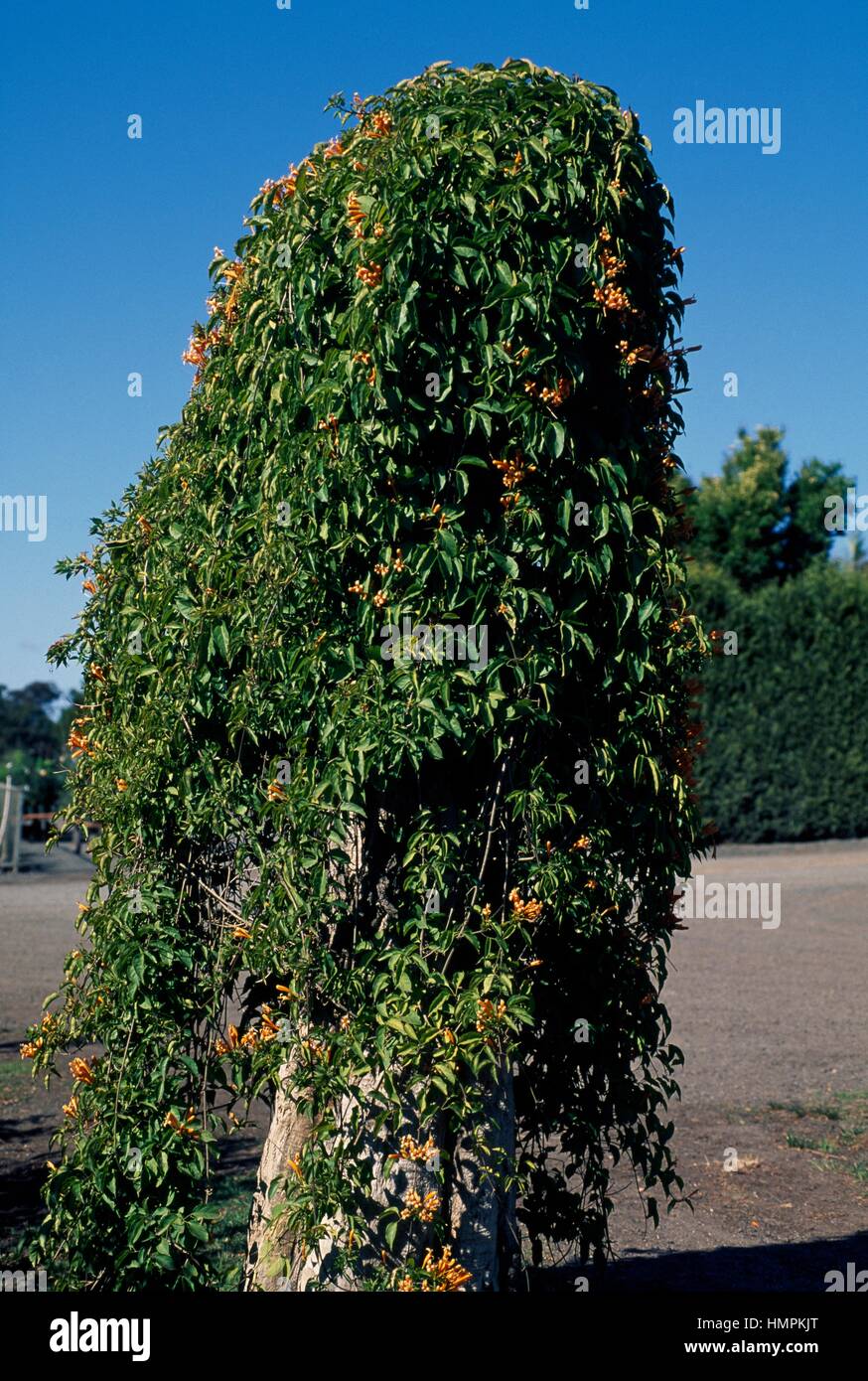 Flame Vine (Pyrostegia venusta), Bignoniaceae Stock Photo - Alamy