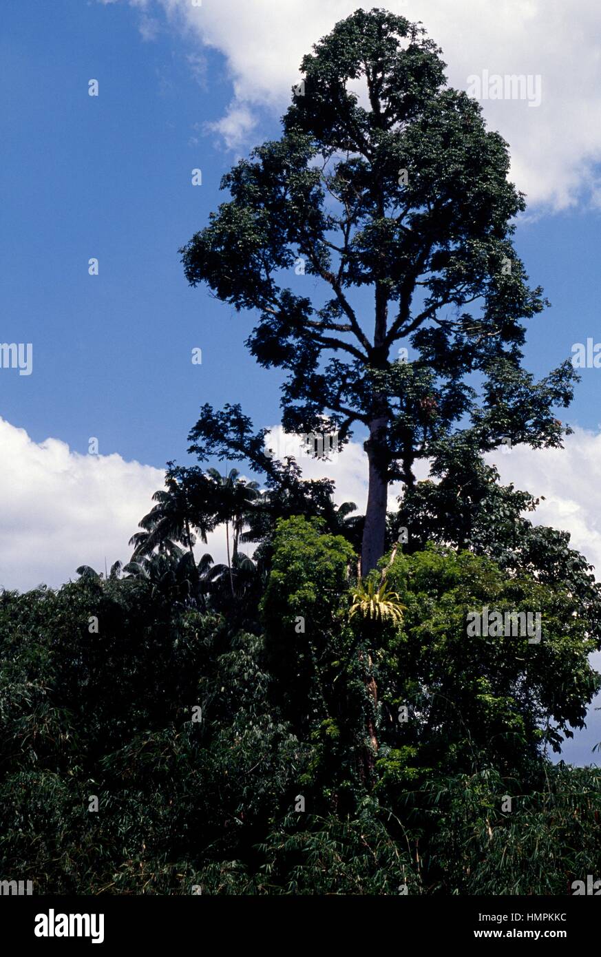 Canarium Tree High Resolution Stock Photography and Images - Alamy