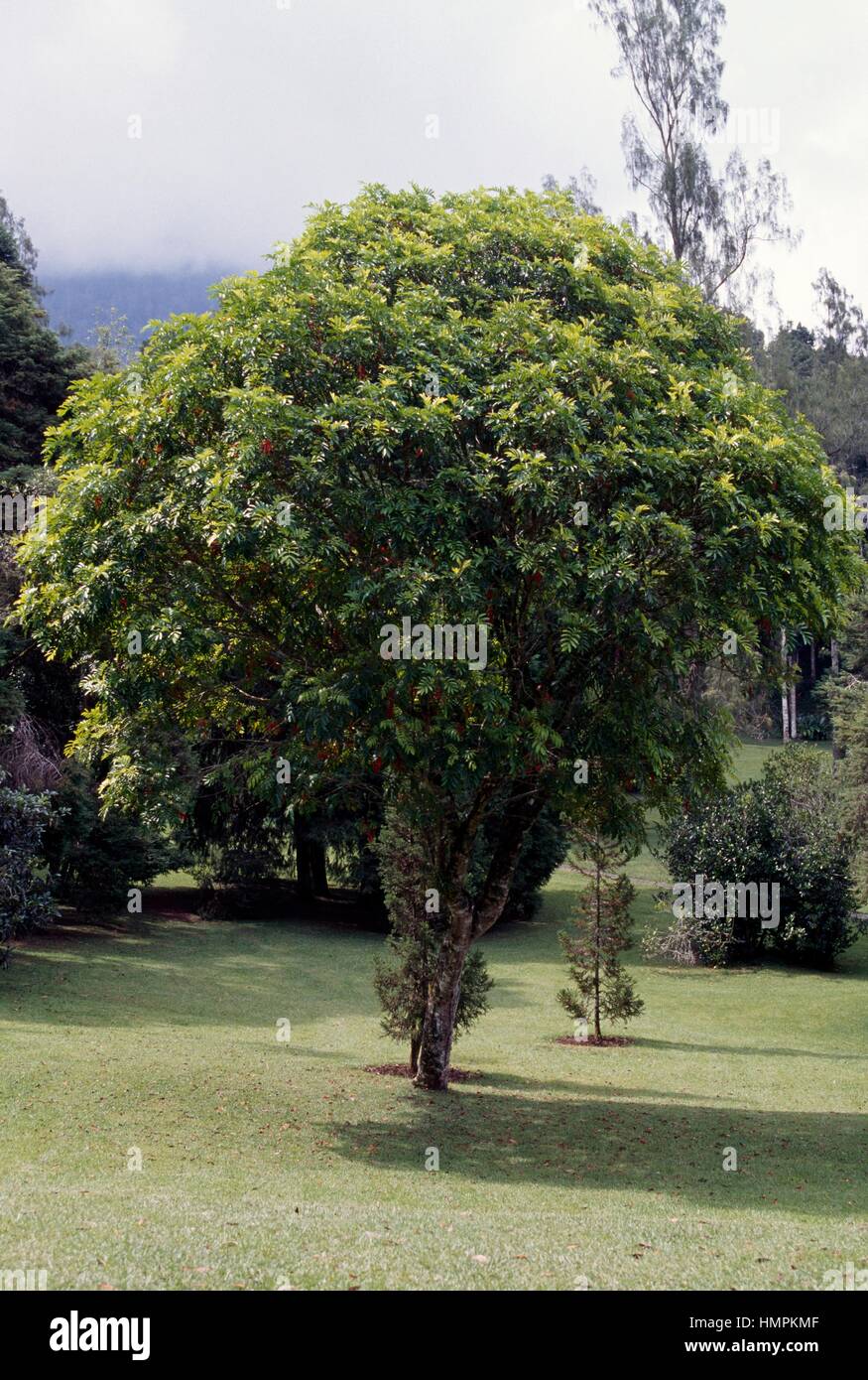 Sureni hi-res stock photography and images - Alamy