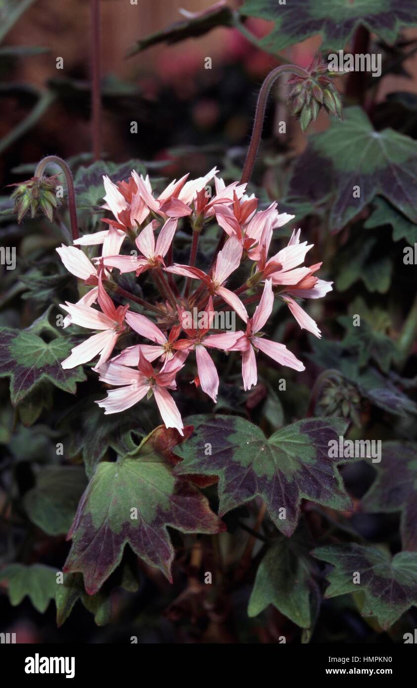 Stellar geranium (Pelargonium stellar Calthay), Geraniaceae Stock Photo ...