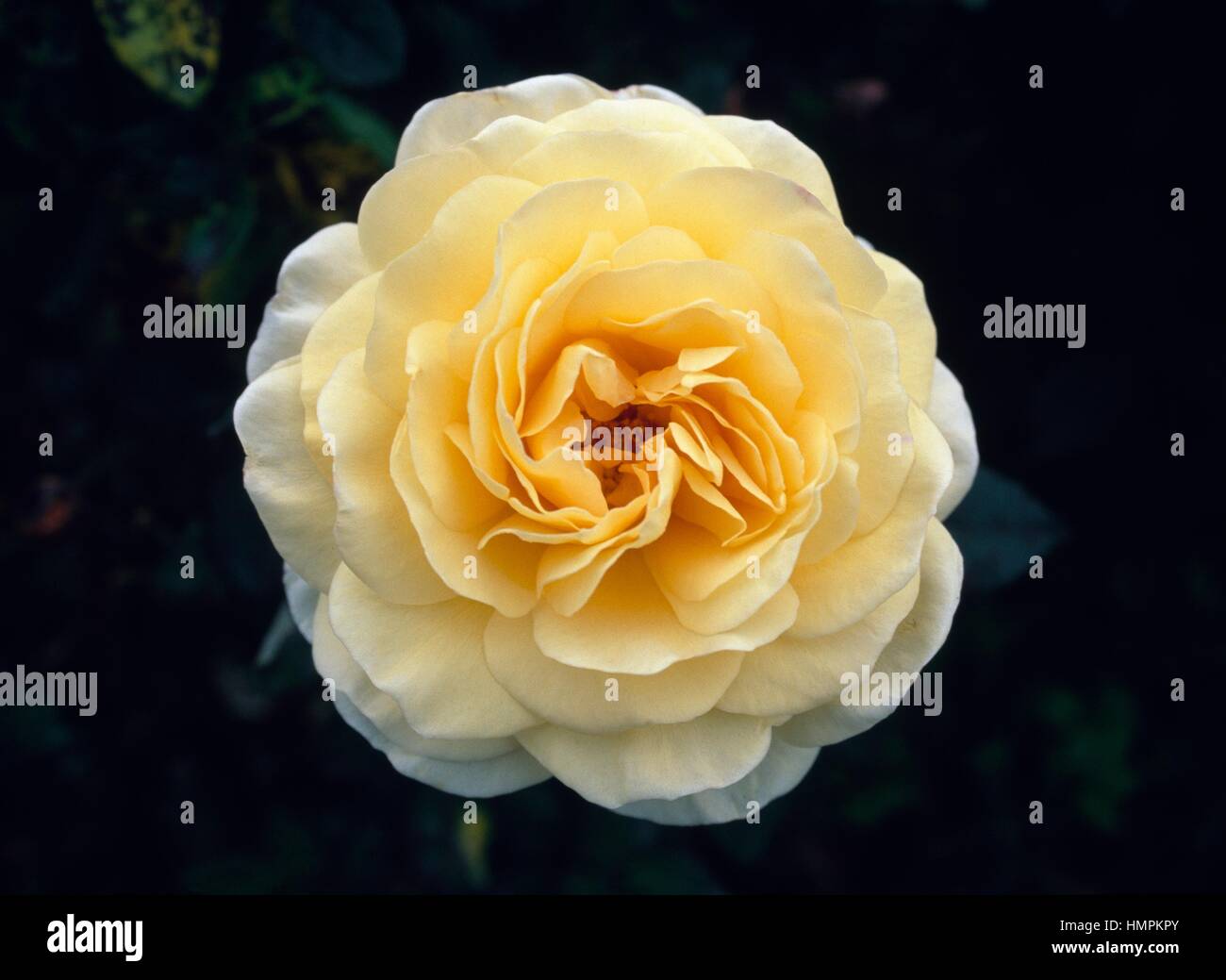 Flowering rose (Rosa sp), Rosaceae Stock Photo - Alamy