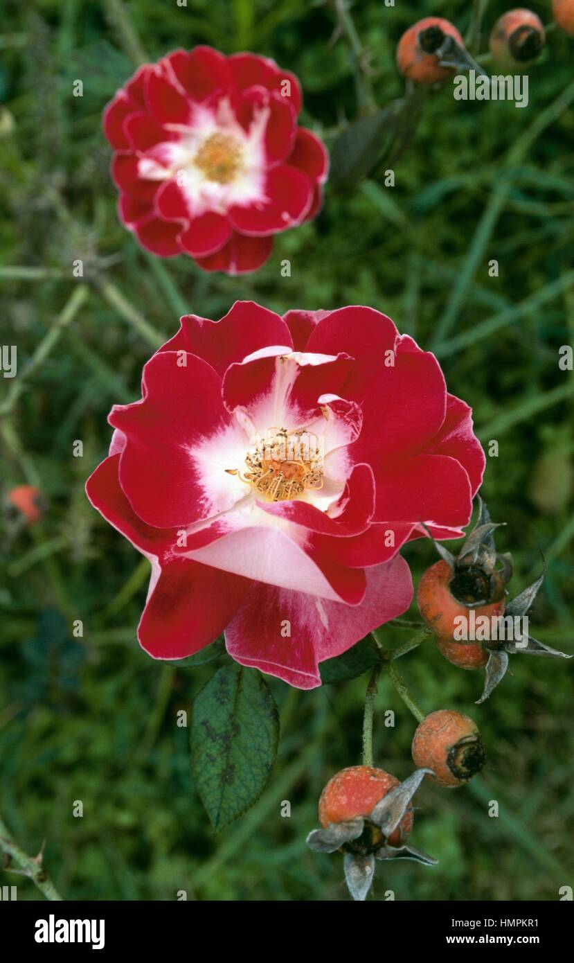 Picasso rose hi-res stock photography and images - Alamy