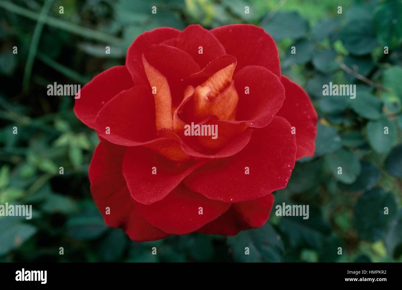 Rosa flowering hi-res stock photography and images - Alamy