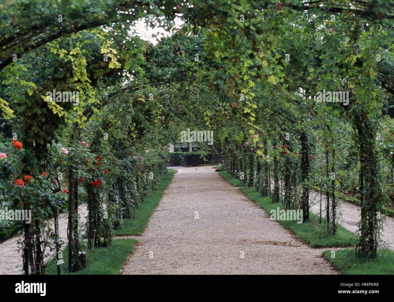Path covered by a pergola Stock Photo - Alamy