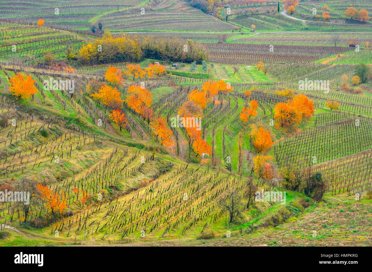Friuli venezia giulia winery hi-res stock photography and images - Alamy